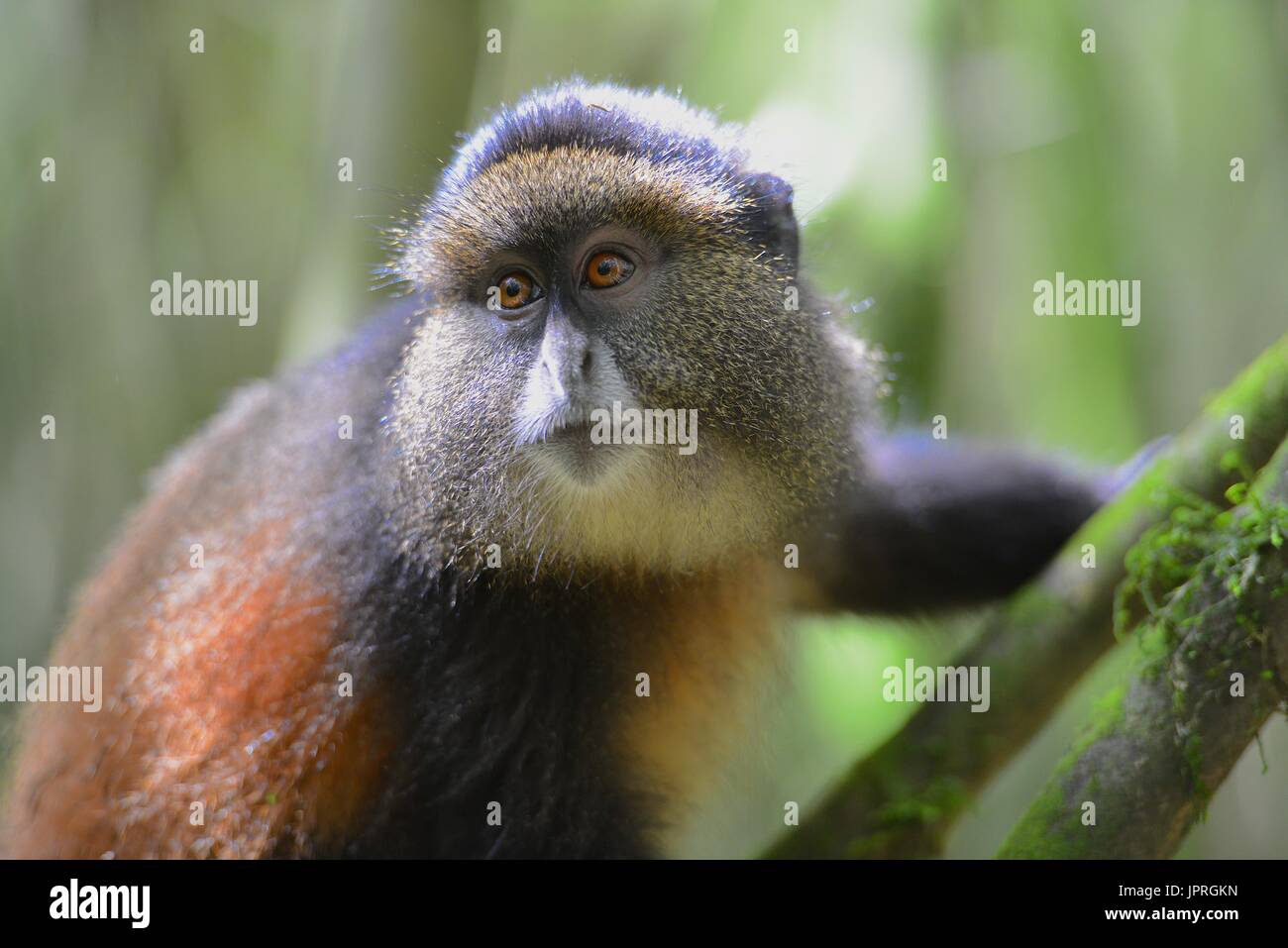 Golden monkeys living in the Virunga Mountains of Northern Rwanda Stock ...