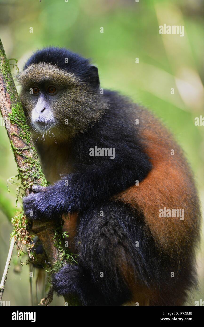 Surreal monkey primate hi-res stock photography and images - Alamy