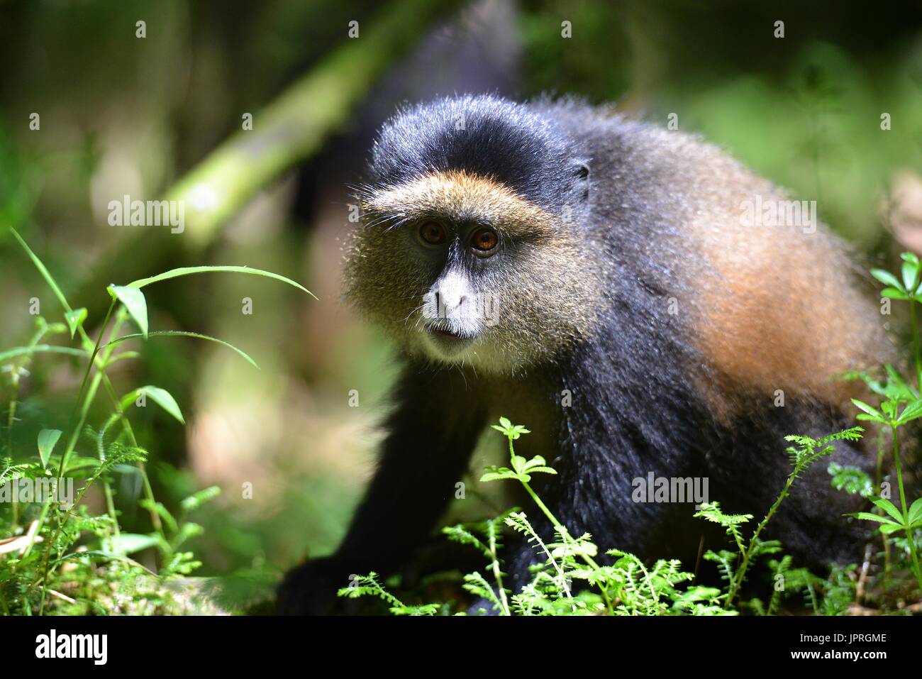 Golden monkey virunga mountains hi-res stock photography and images - Alamy