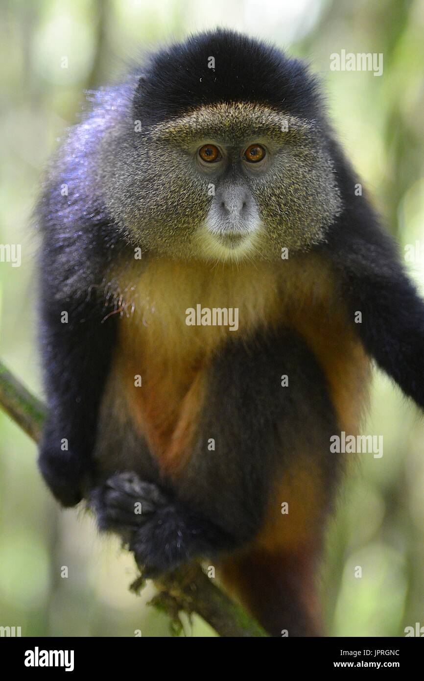 Virunga mountains hi-res stock photography and images - Alamy