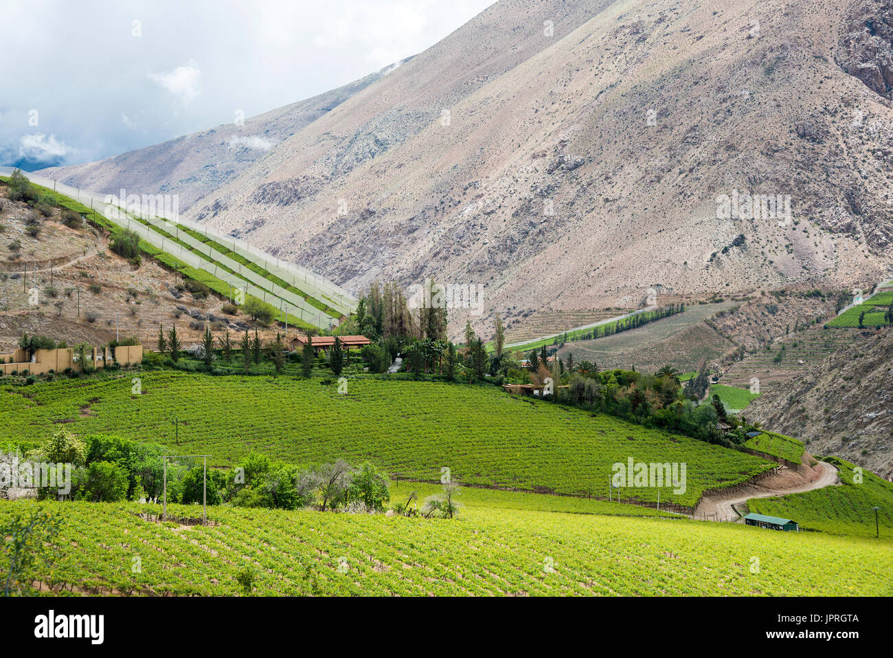 Spring Vineyard. Elqui Valley, Andes part of Atacama Desert in the ...