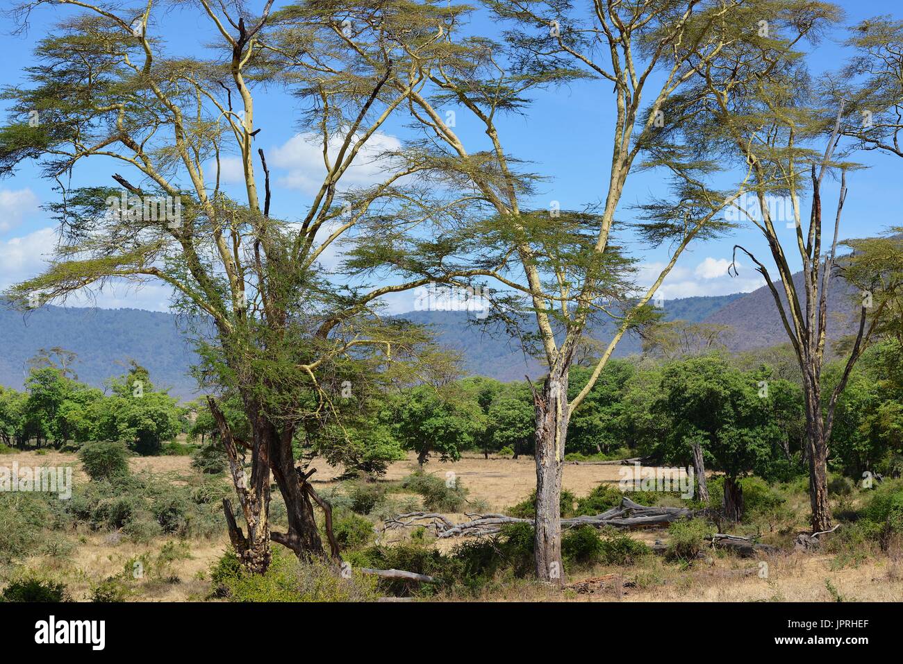 African Safari Landscape in Tanzania Stock Photo - Alamy