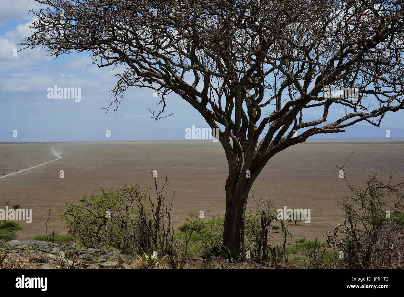 African safari travel adventure hi-res stock photography and images - Alamy