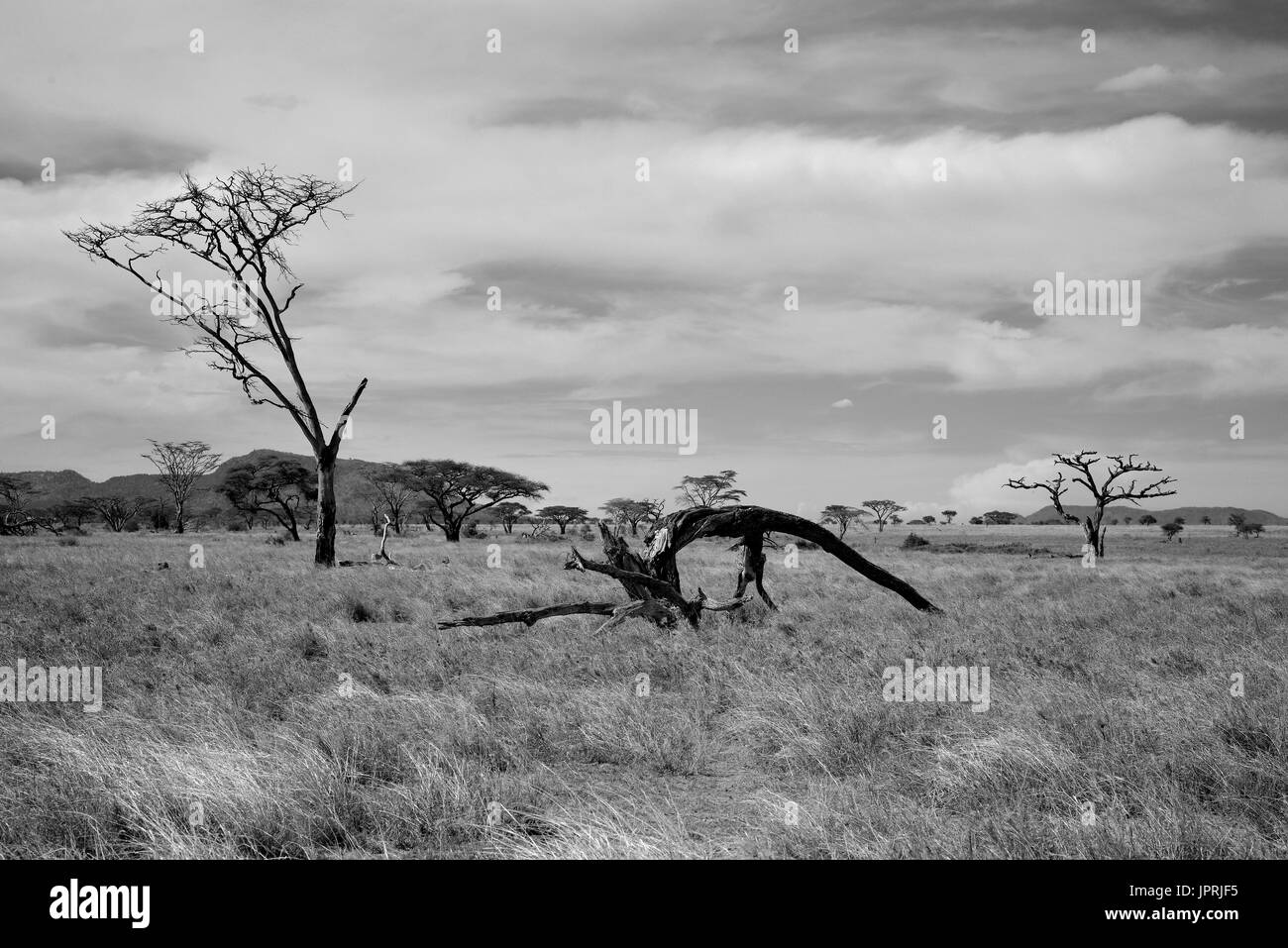 Tanzania sunset Black and White Stock Photos & Images - Alamy