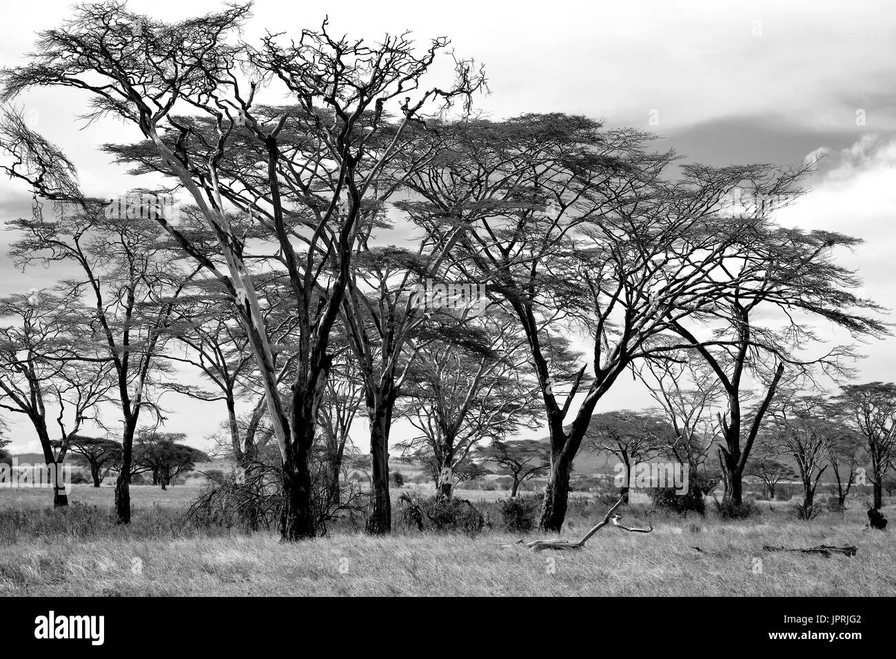 Tanzania sunset Black and White Stock Photos & Images - Alamy