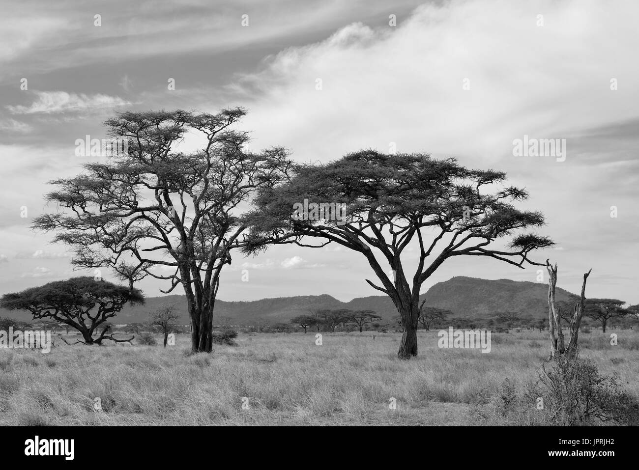 African Safari Landscape in Tanzania Stock Photo - Alamy
