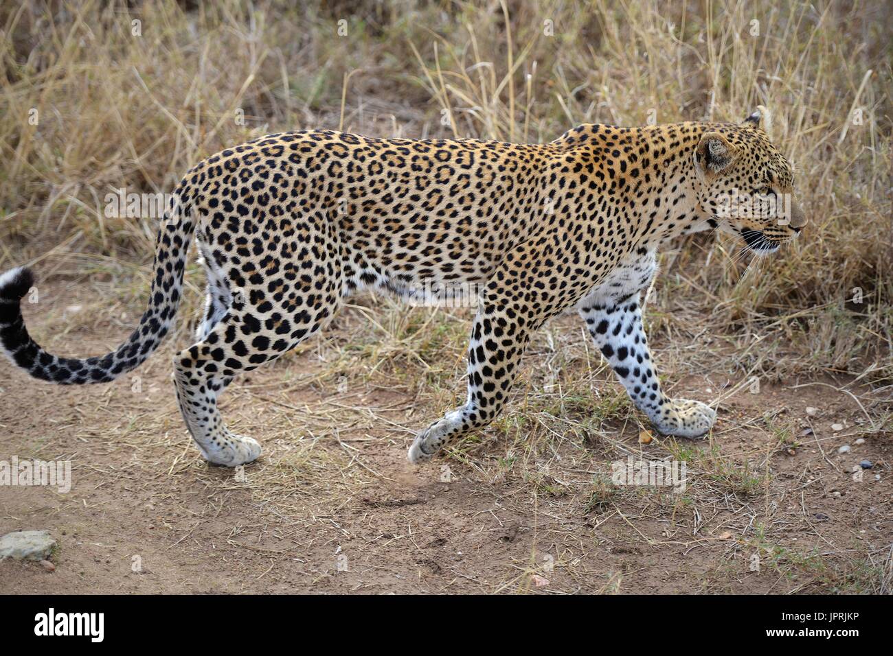 Leopard takes on the savanna of the Serengeti National Park in Tanzania ...