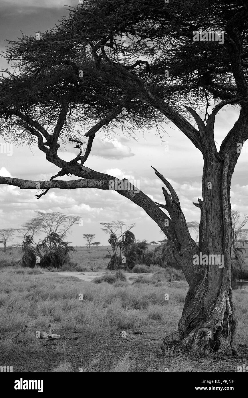 African Safari Landscape in Tanzania Stock Photo - Alamy