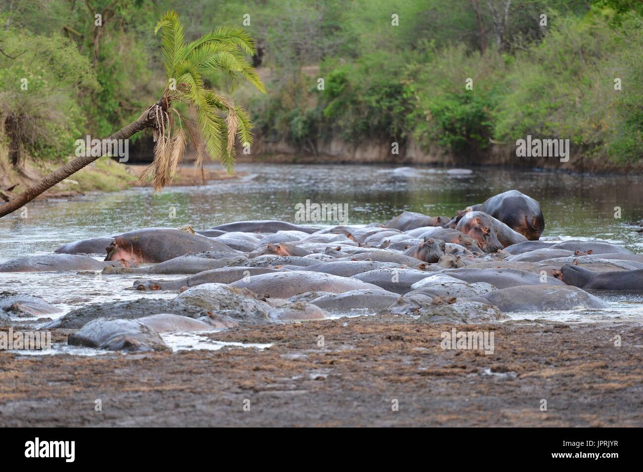African Safari Jeeps High Resolution Stock Photography and Images - Alamy