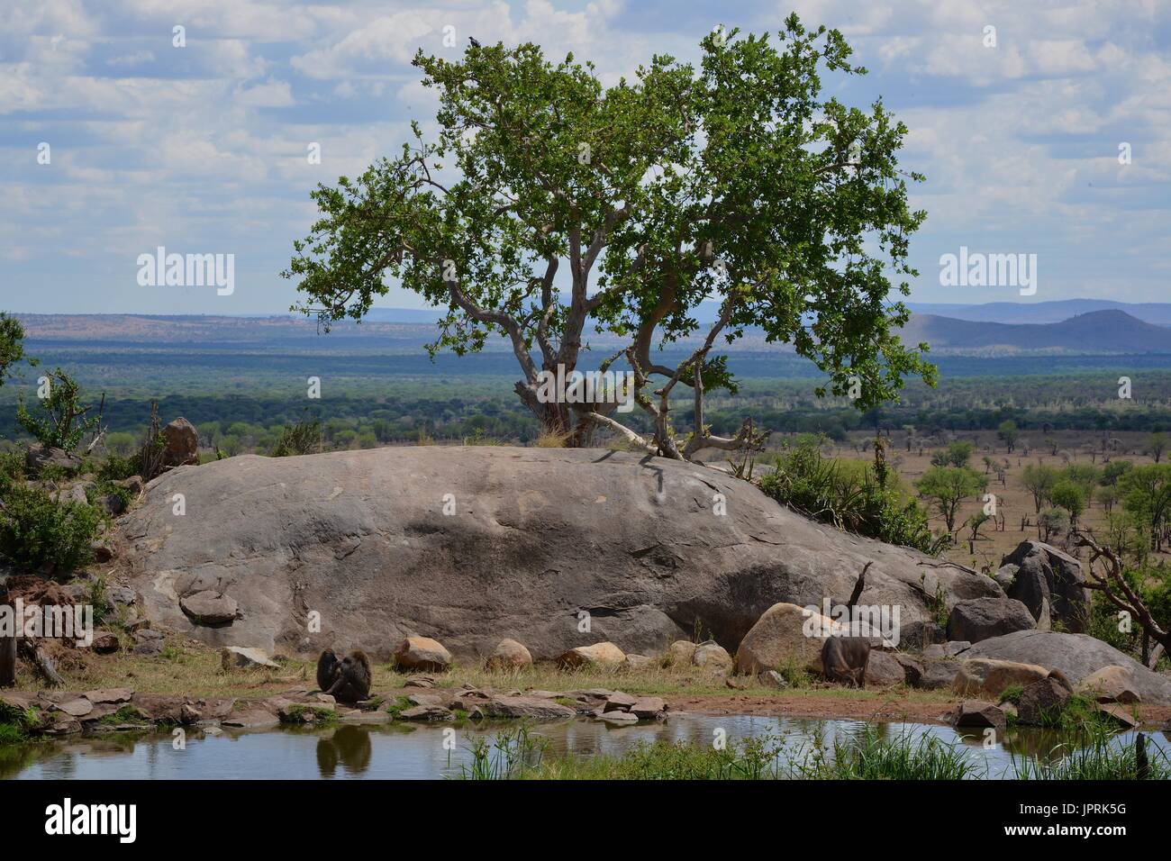 African Safari Landscape in Tanzania Stock Photo - Alamy