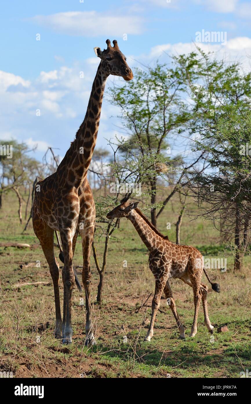 African grazing animals hi-res stock photography and images - Alamy