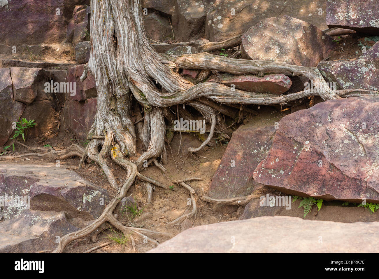 Tree roots underground hi-res stock photography and images - Alamy