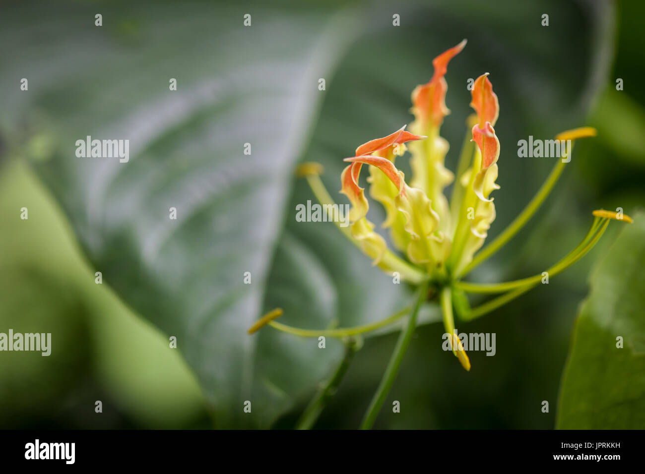 Flame lily gloriosa superba hi-res stock photography and images - Alamy