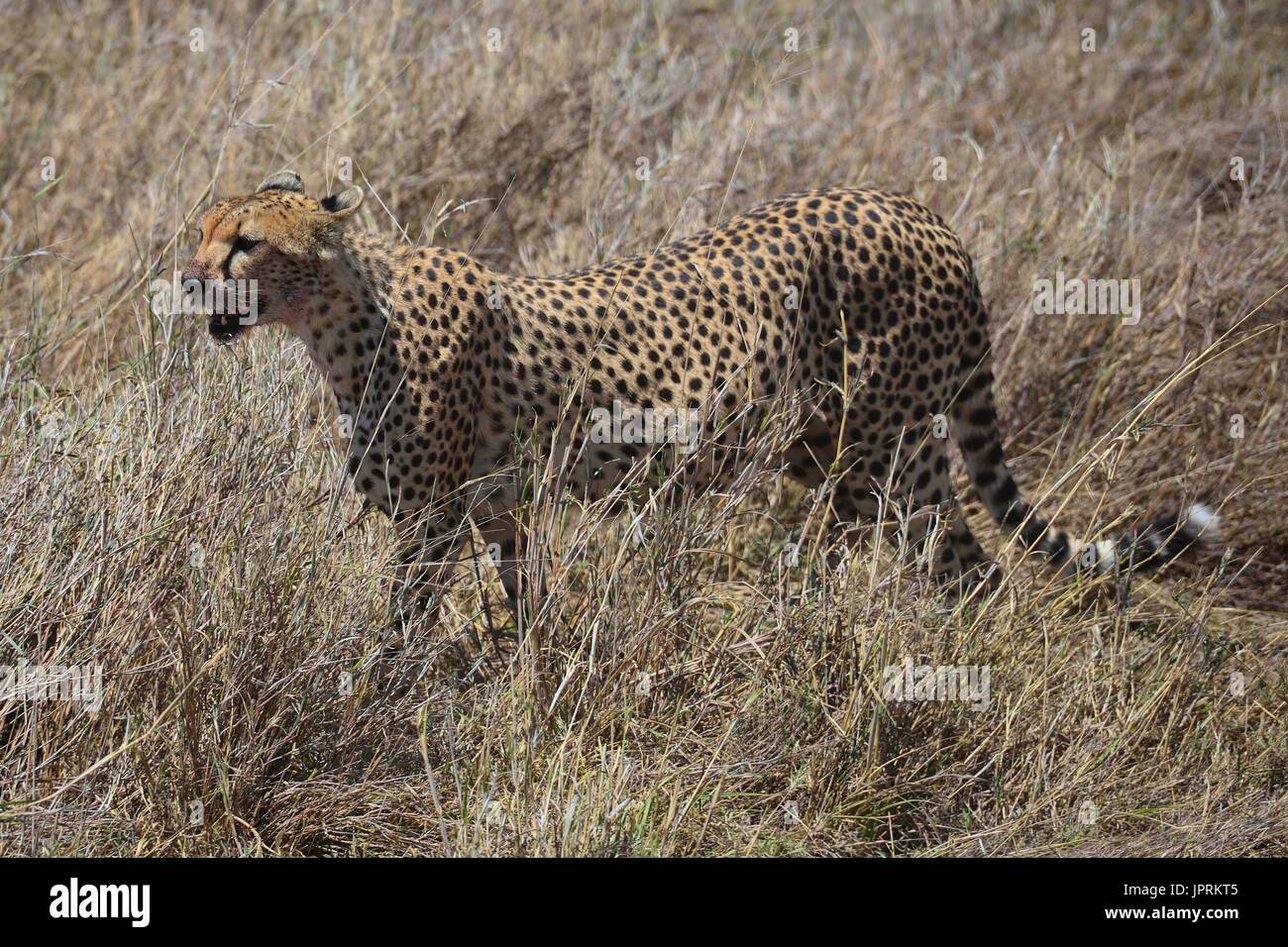 Cheetah roaming the savanna in the Serengeti National Park of Tanzania ...
