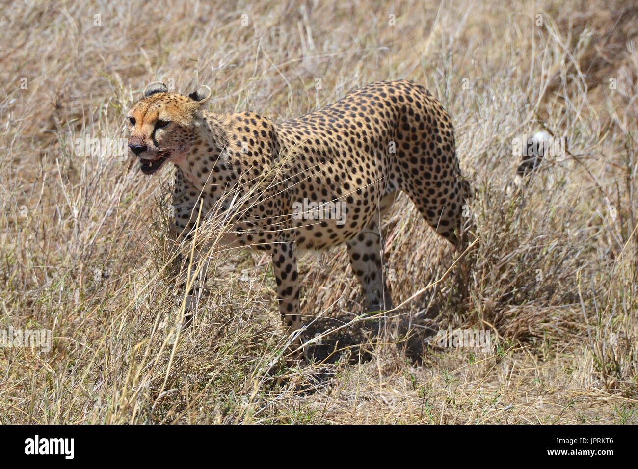 Wild animals in the savanna hi-res stock photography and images - Alamy