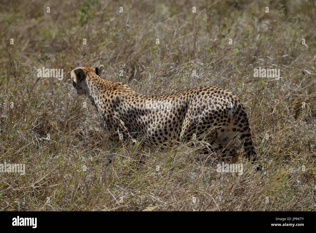 Cheetah roaming the savanna in the Serengeti National Park of Tanzania ...