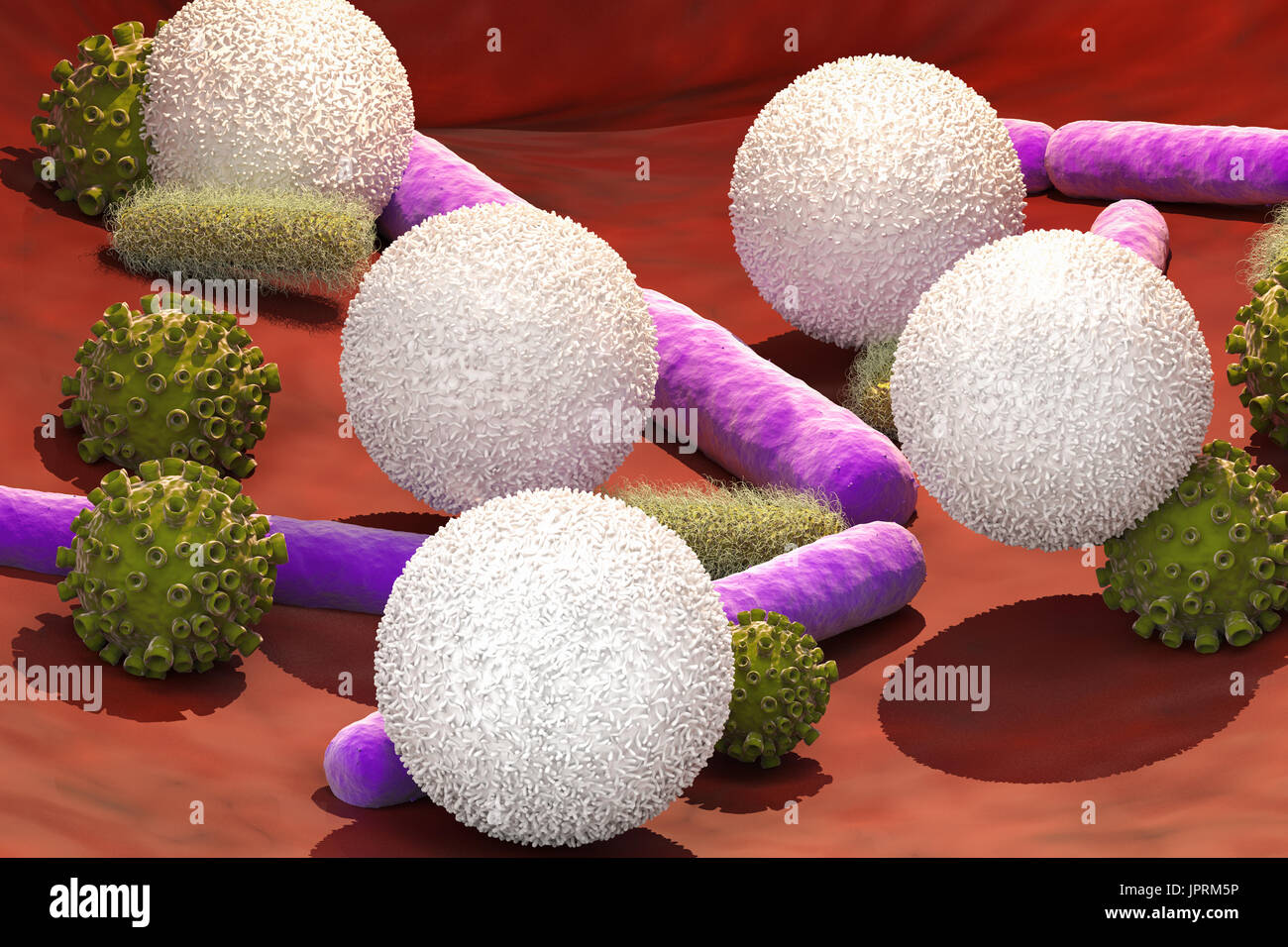 Sepsis microscope hi-res stock photography and images - Alamy