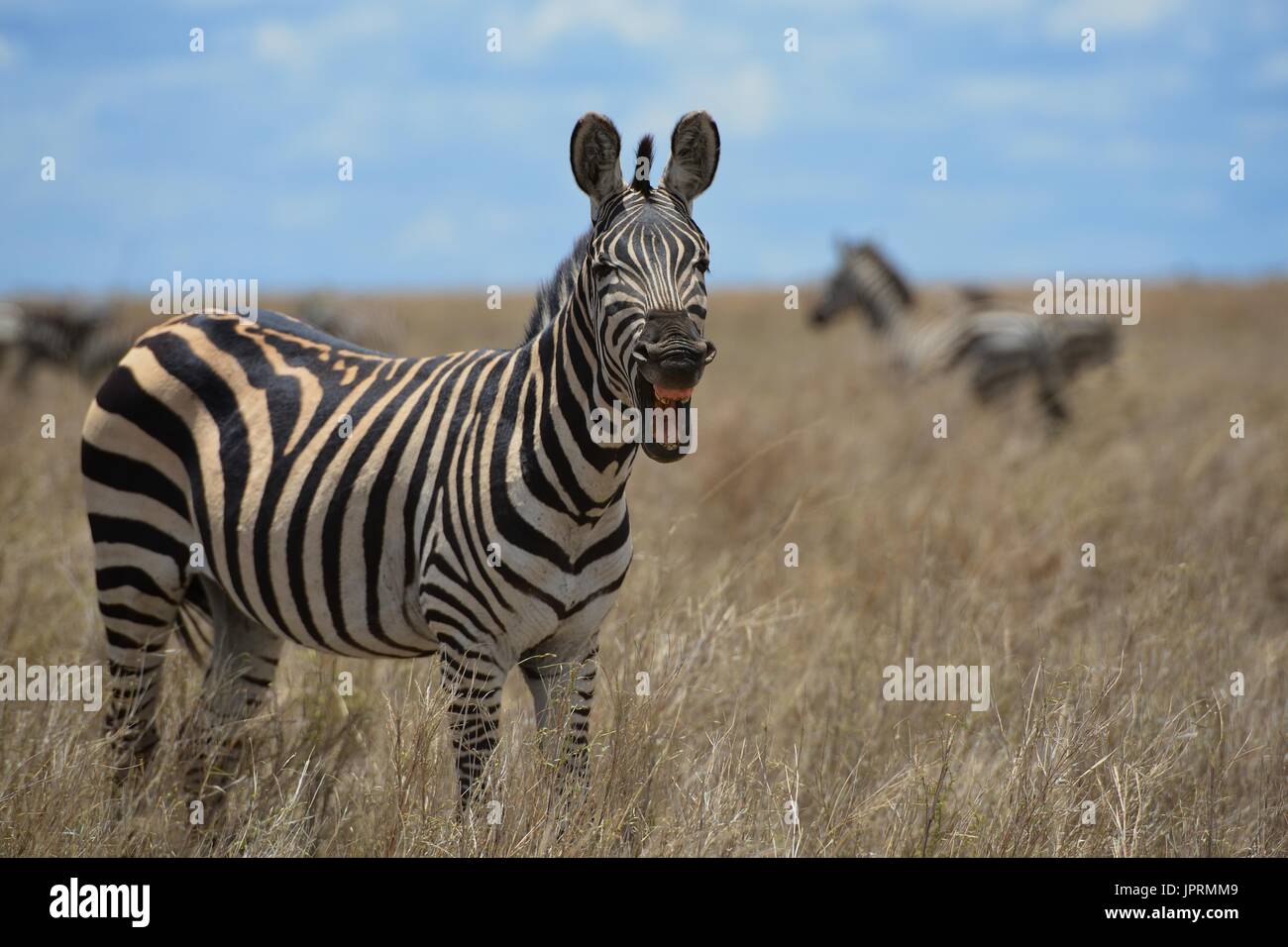 Zebra smile teeth hi-res stock photography and images - Alamy