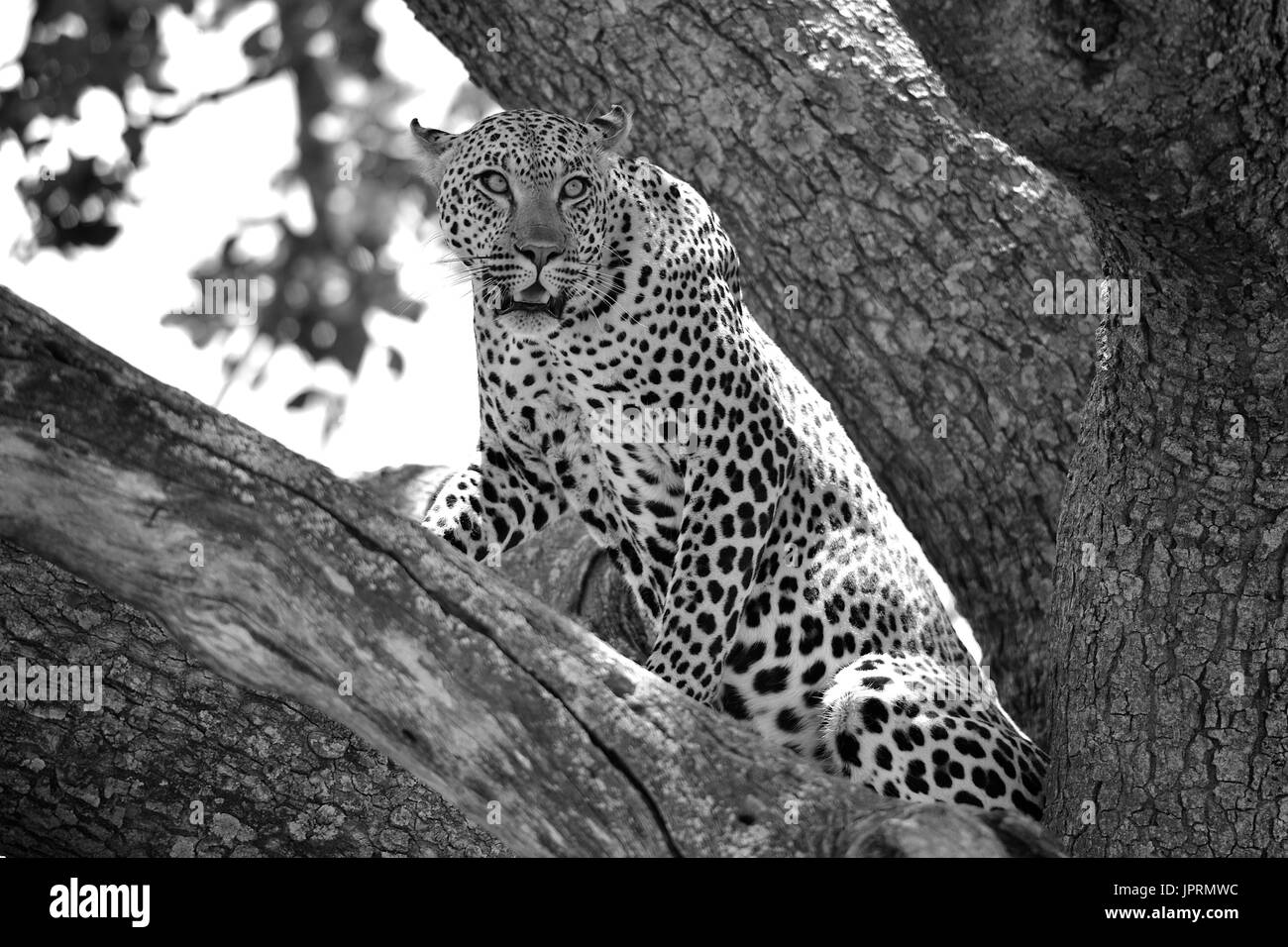 Lazy Leopard in an acacia tree in the Serengeti Stock Photo - Alamy