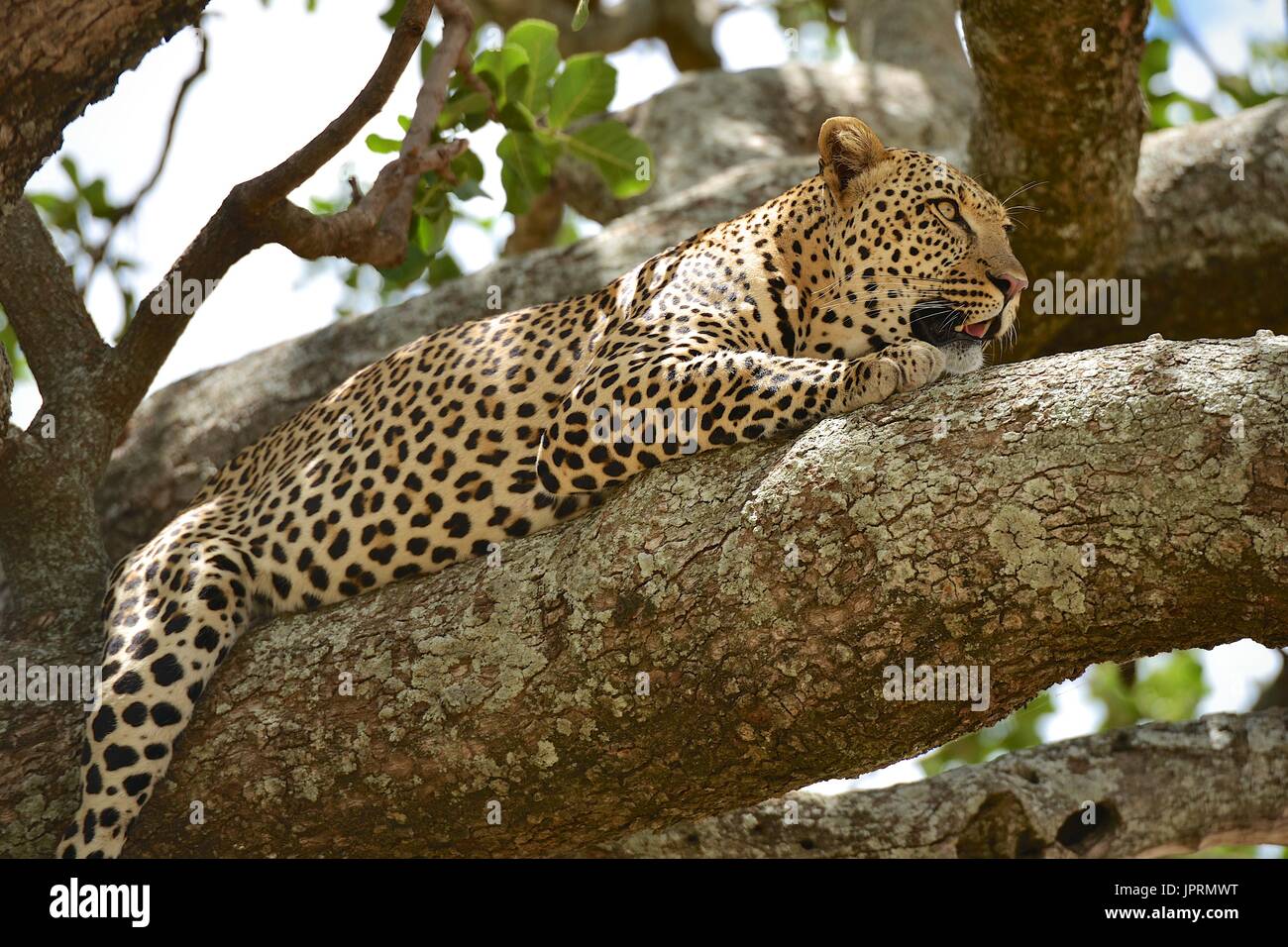 Leopards sleeping in tree hi-res stock photography and images - Alamy