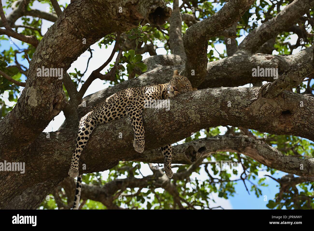 Lazy Leopard in an acacia tree in the Serengeti Stock Photo - Alamy