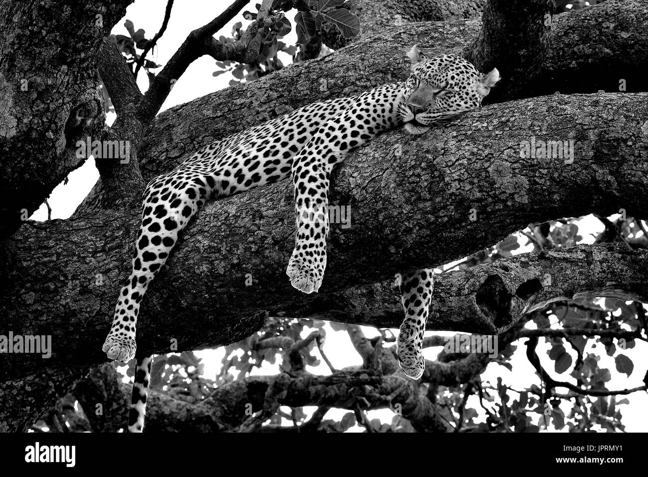 Acacia Black and White Stock Photos & Images - Alamy