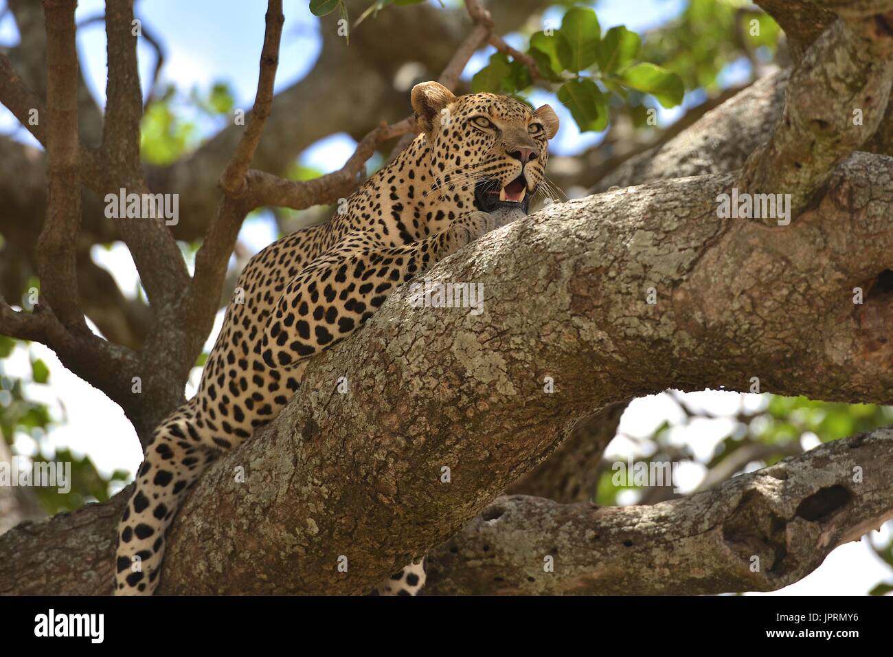 Lazy leopard in an acacia tree in the Serengeti Stock Photo - Alamy