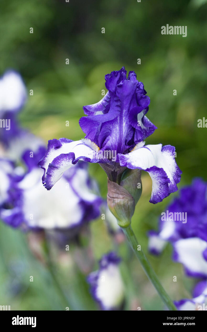 Midnight green color hi-res stock photography and images - Alamy