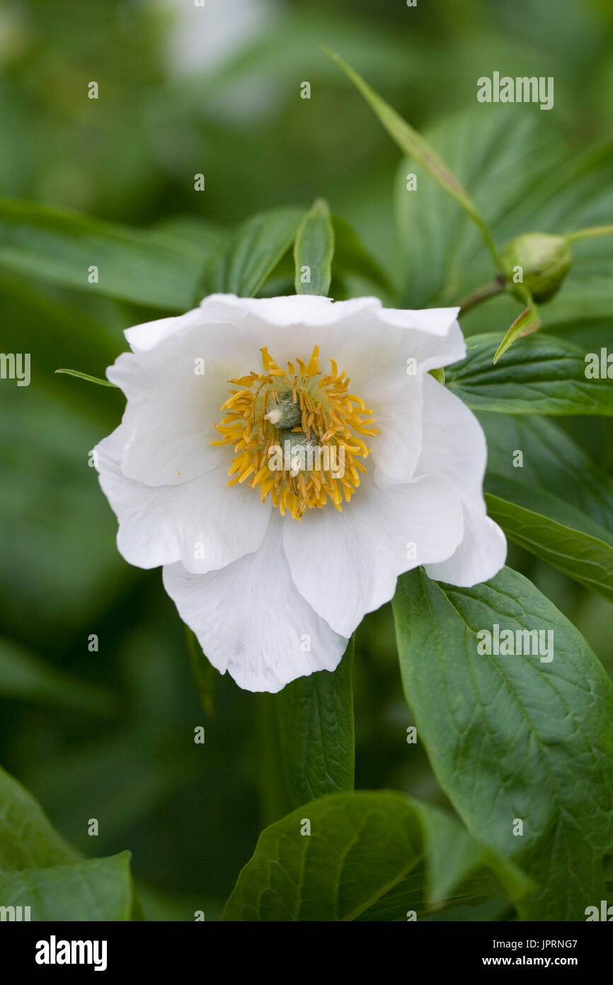 White peonies paeonia hi-res stock photography and images - Alamy