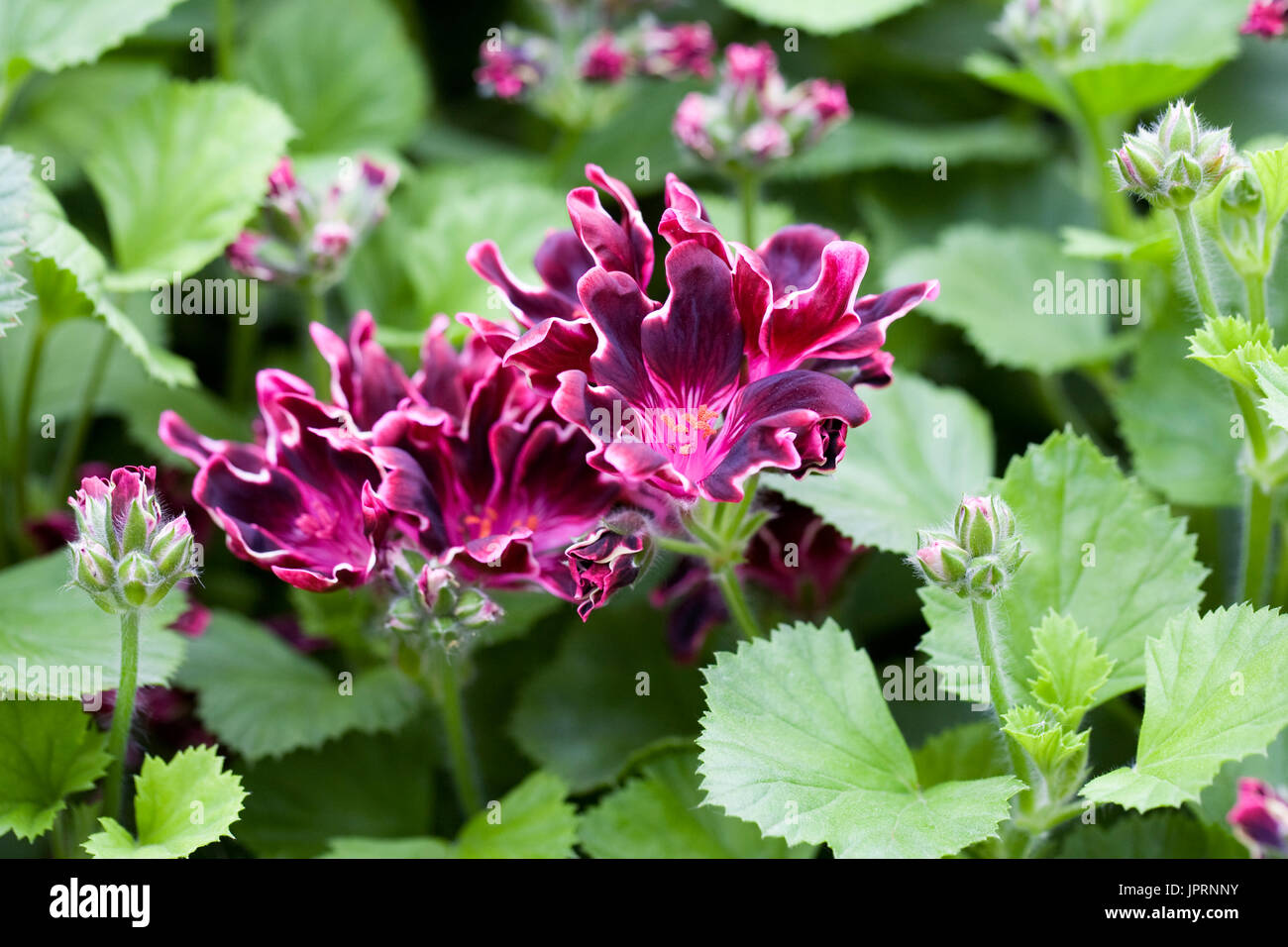 Pelargonium 'Lord Bute' flowers Stock Photo - Alamy
