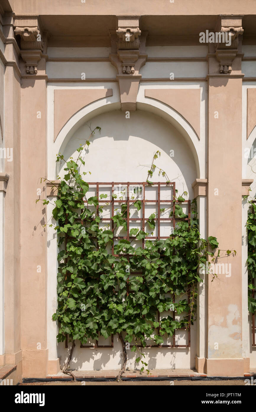 Climbing vine plant on a frame on a stone wall, viewed from the front ...