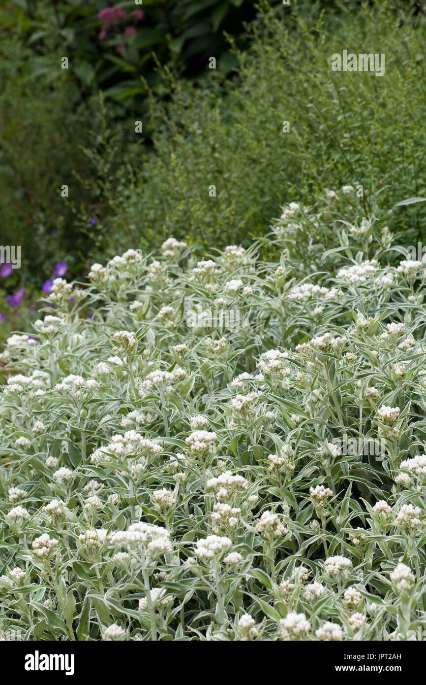 Abundance border hi-res stock photography and images - Alamy