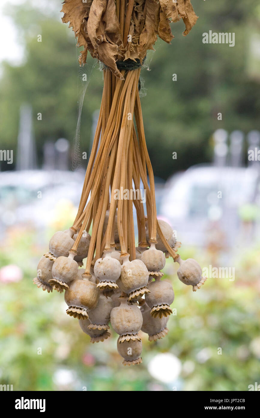 Poppy seed pods hi-res stock photography and images - Alamy