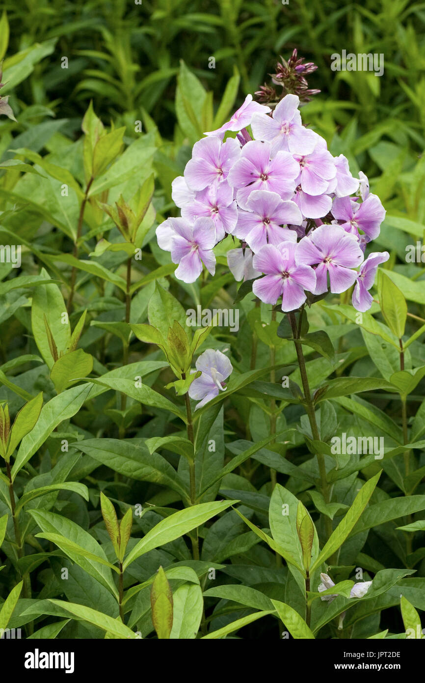 Pink phlox flowers. Phlox paniculata. Flowering herbaceous plants Stock ...
