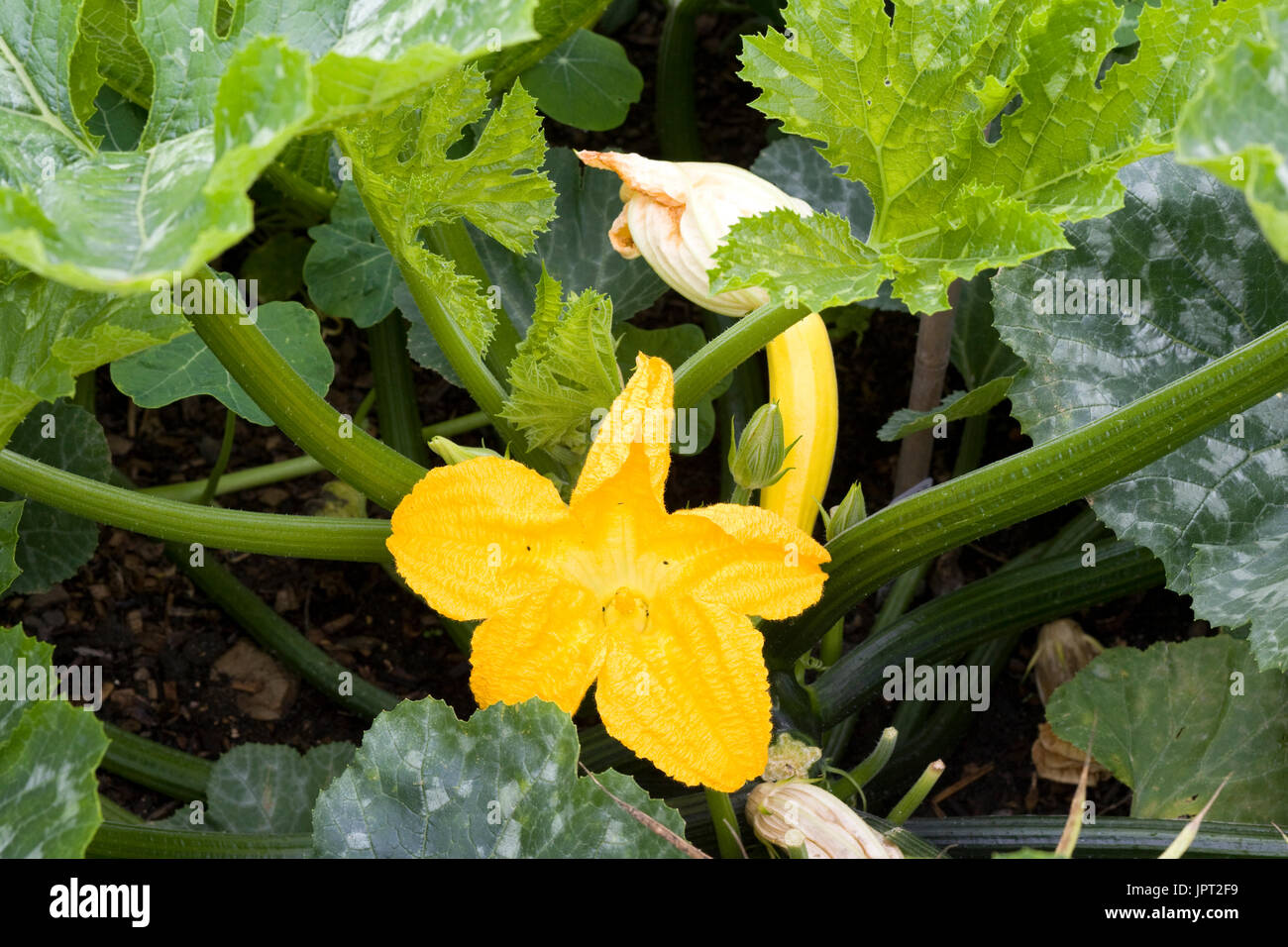 Courgette female flowers hi-res stock photography and images - Alamy