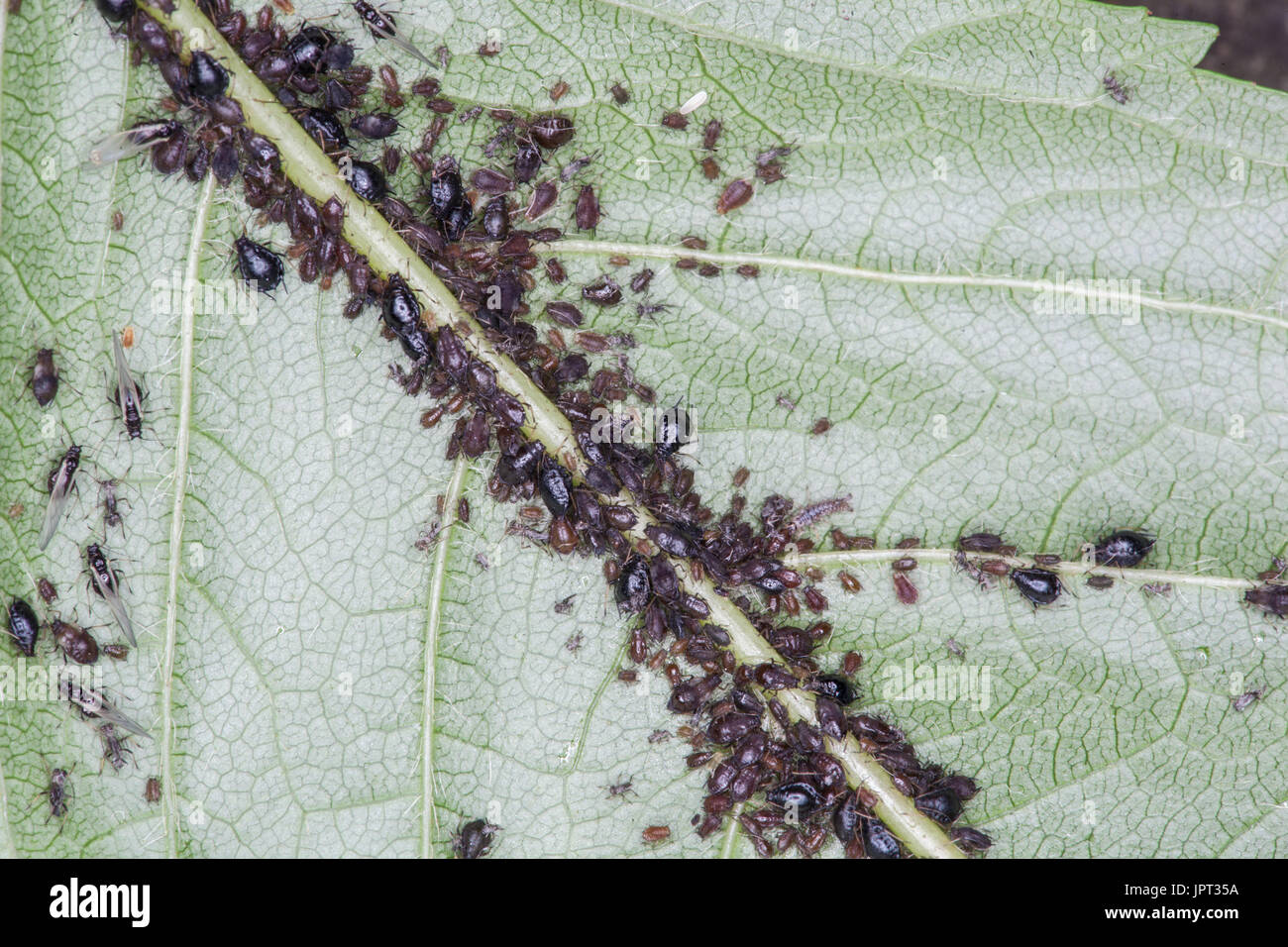 Aphids infestation on Black Cherry tree leaves Stock Photo - Alamy