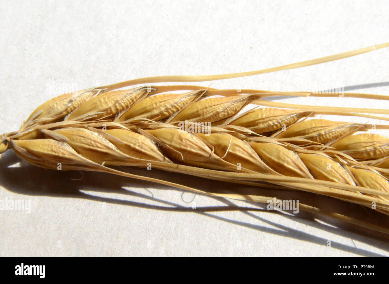 Closeup on the head of Barley Stock Photo - Alamy