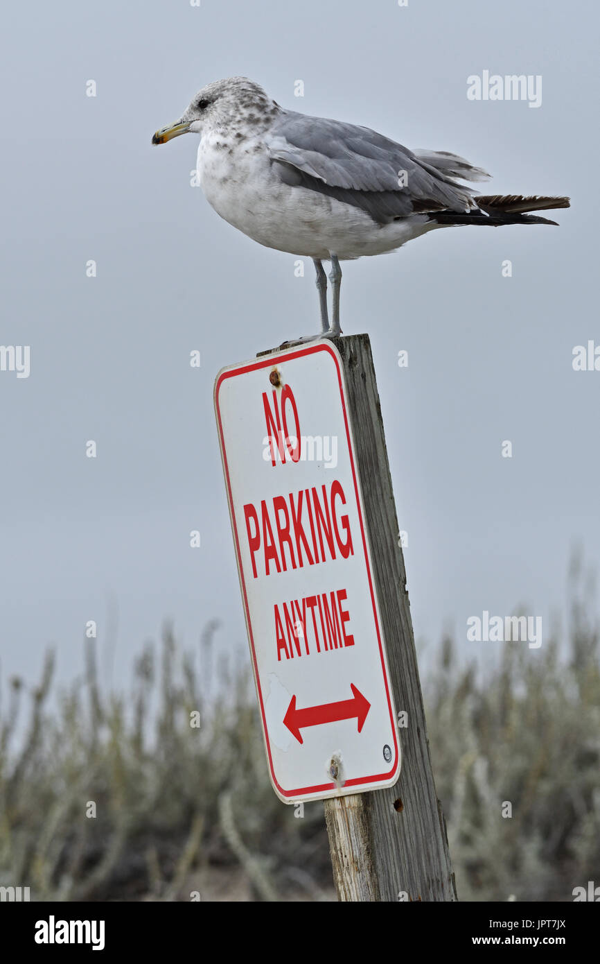 The Seagull and the Traffic Sign Stock Photo - Alamy