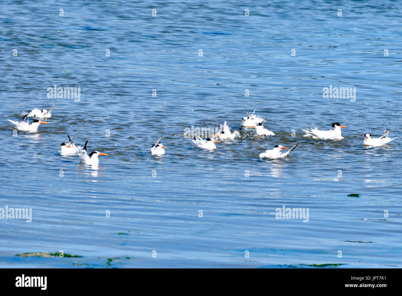 Large white tern hi-res stock photography and images - Alamy