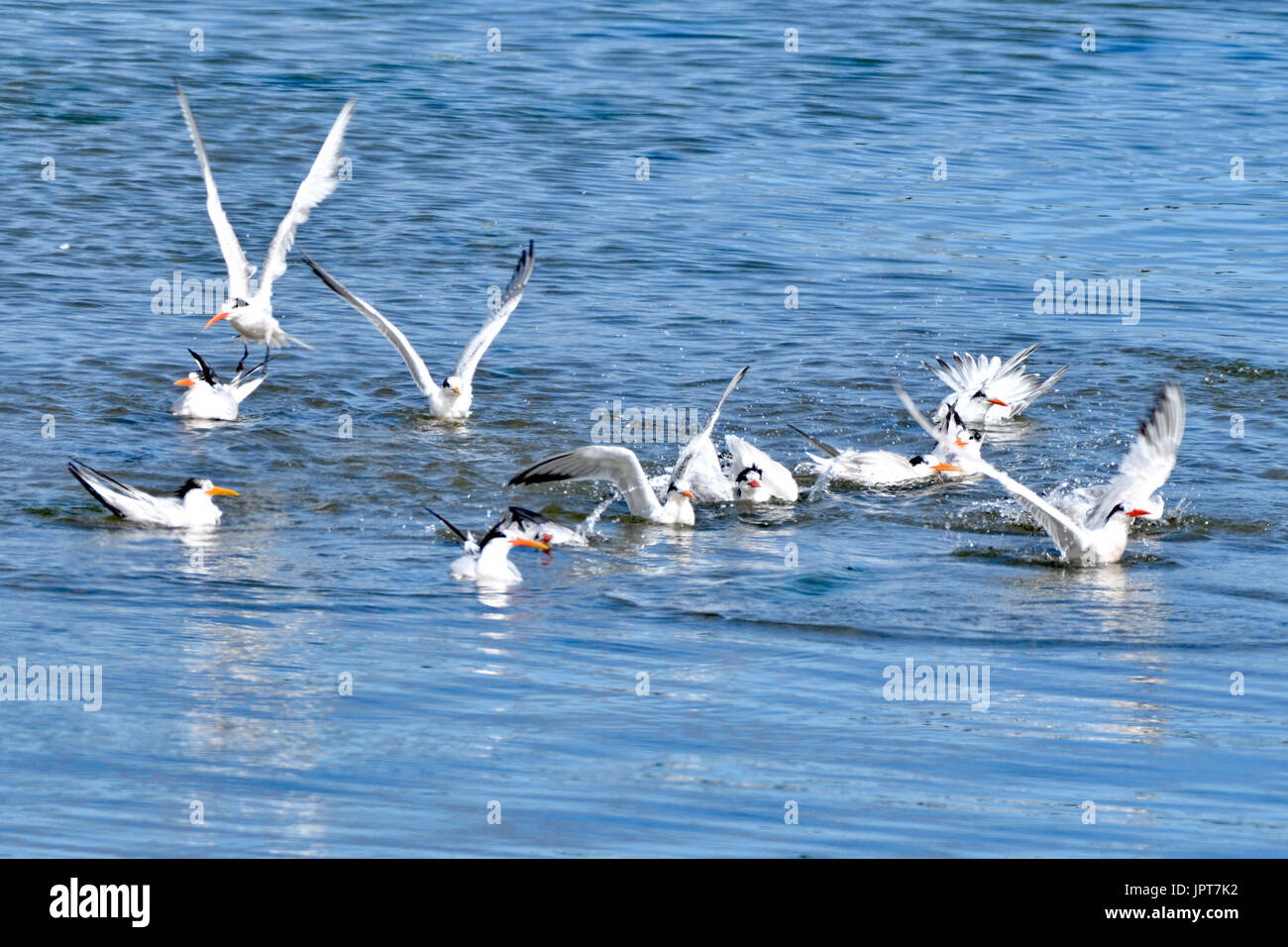 Large white tern hi-res stock photography and images - Alamy