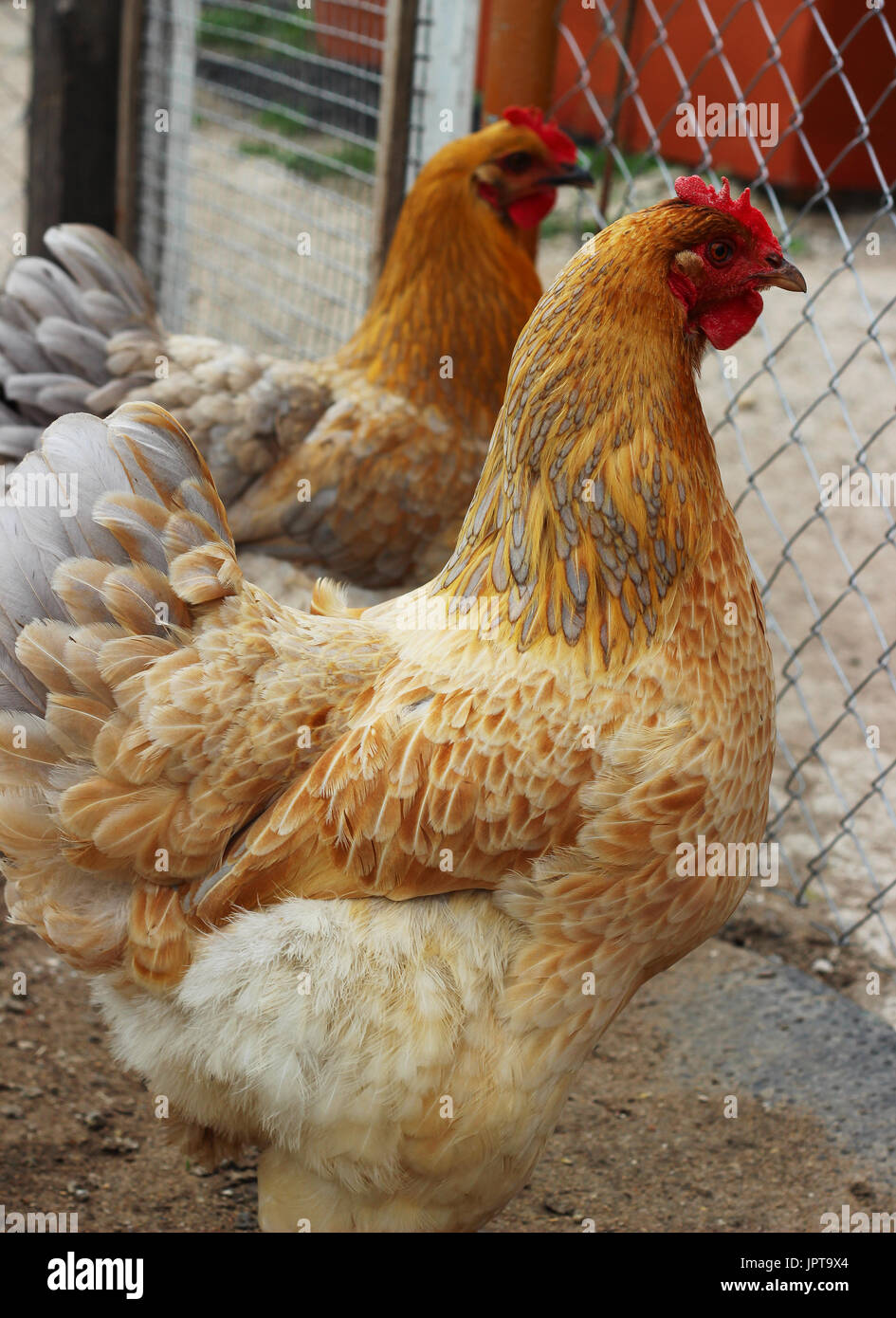 live chicken farm beautiful color two summer Stock Photo - Alamy