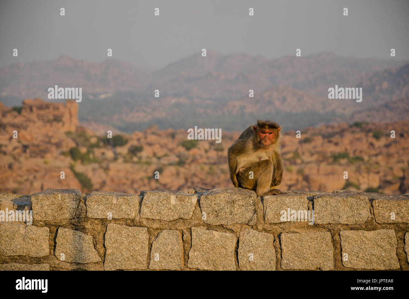 Monkeys daily life on top of the Hanuman Temple (aka Monkey Temple) in ...