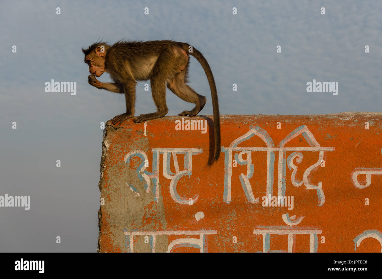 Monkeys daily life on top of the Hanuman Temple (aka Monkey Temple) in ...