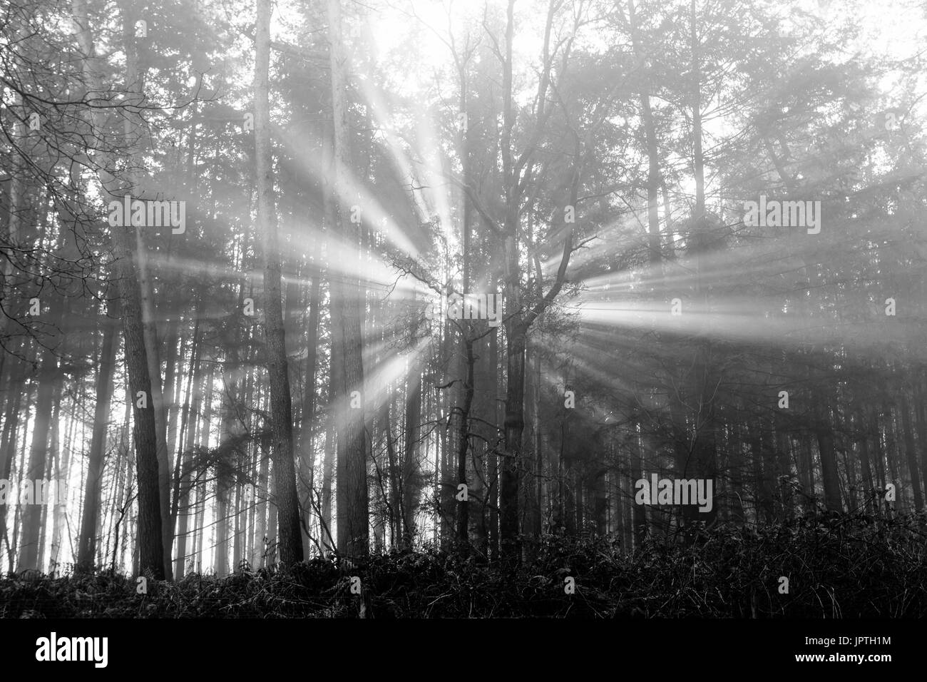 Sun beams Black and White Stock Photos & Images - Alamy