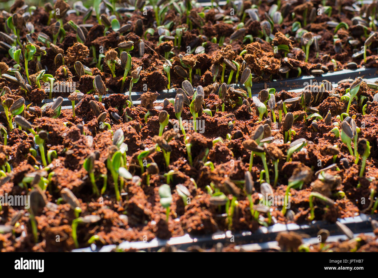 Sunflower seeds sprout in organic farm Stock Photo - Alamy
