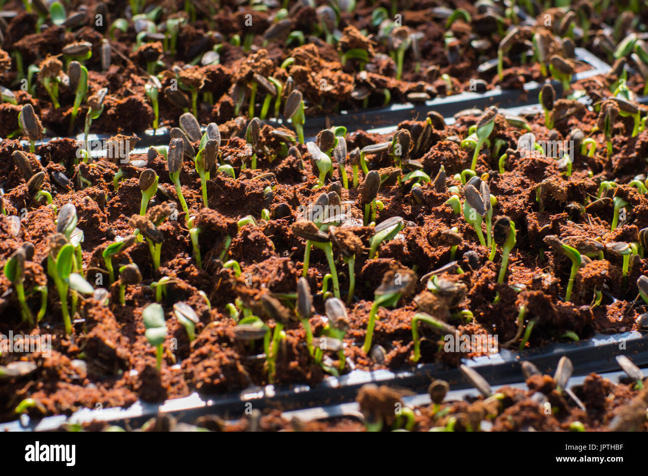 Sunflower seeds sprout in organic farm Stock Photo - Alamy
