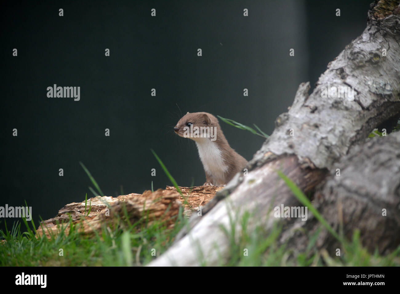 Stoat british hi-res stock photography and images - Alamy