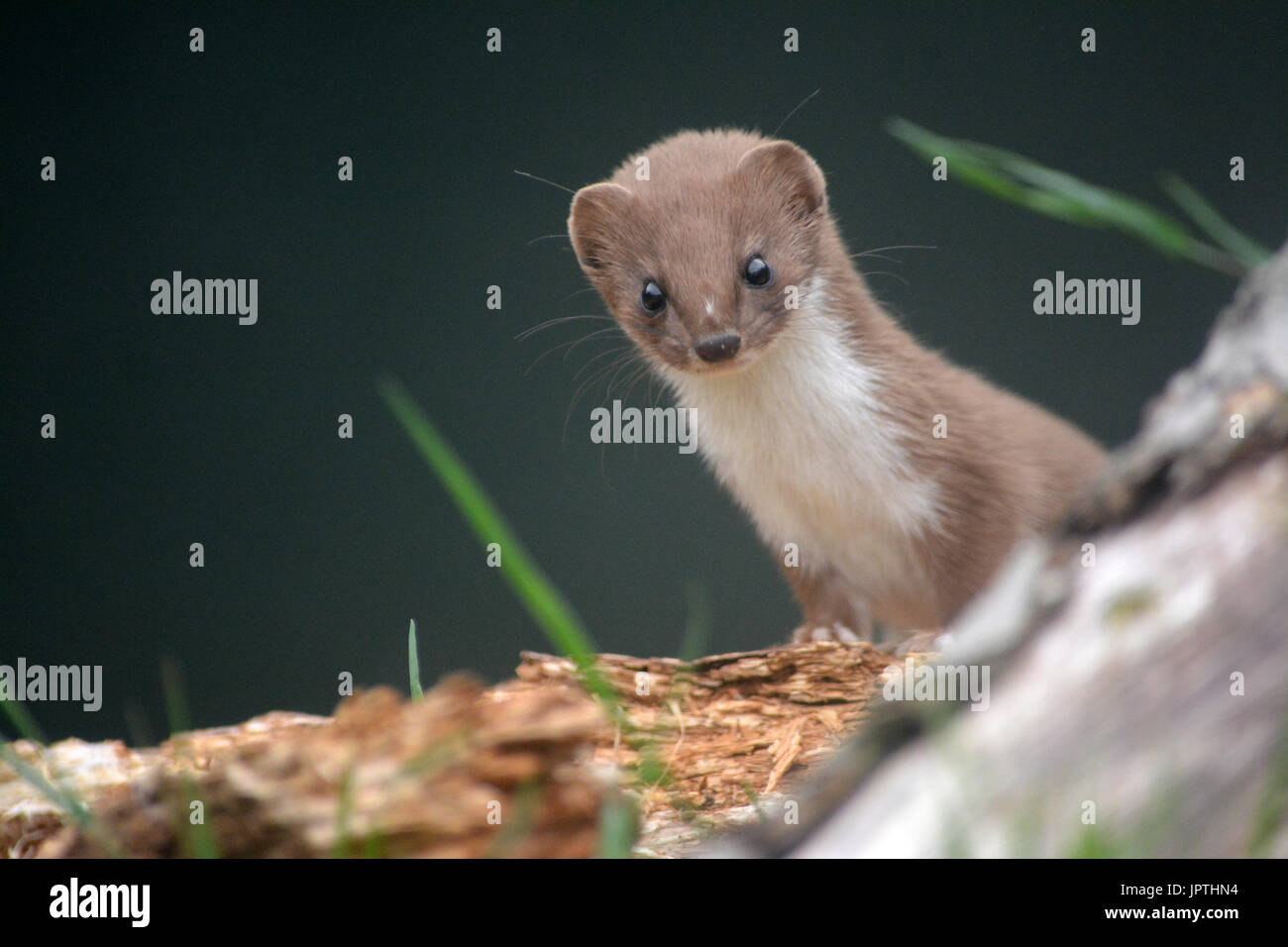 Stoat (Mustela erminea) - ever watchful (plain background Stock Photo ...