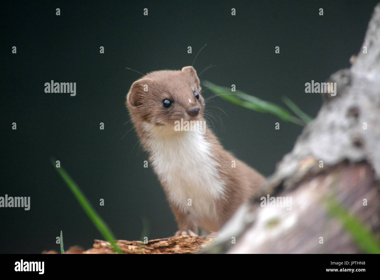 Stoat british hi-res stock photography and images - Alamy