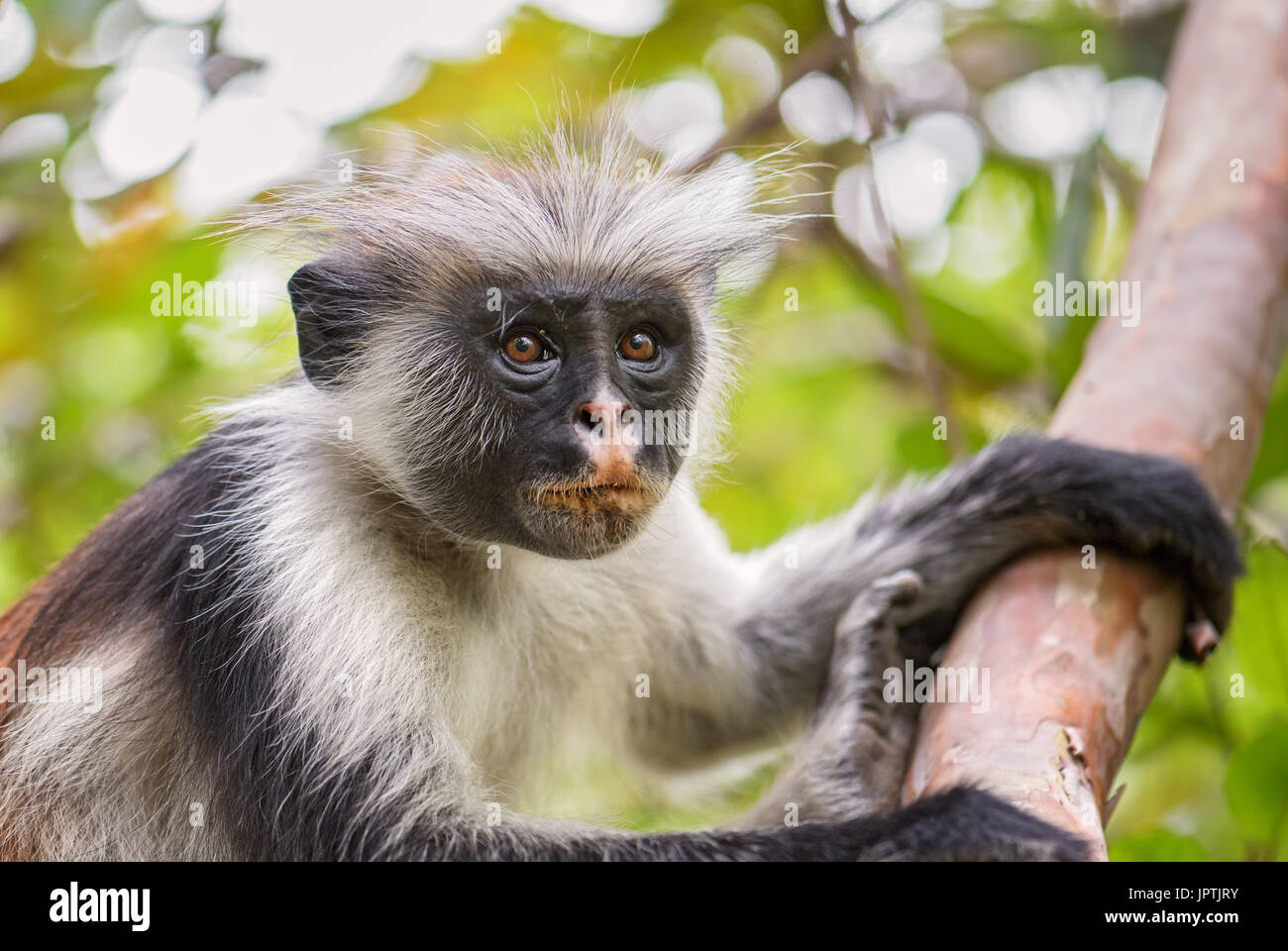 Zanzibar Red Colobus - Piliocolobus kirkii, Zanzibar, Tanzania Stock ...
